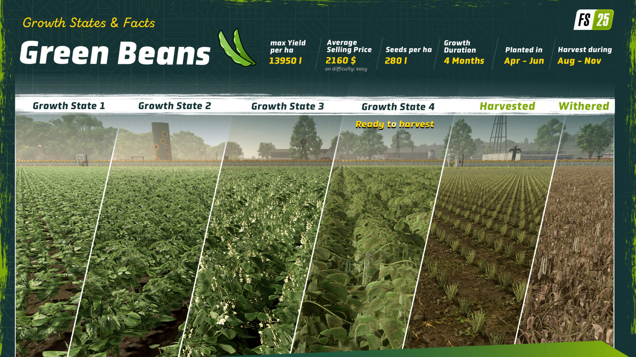 New Crop: Green Beans Preview – FS25.net